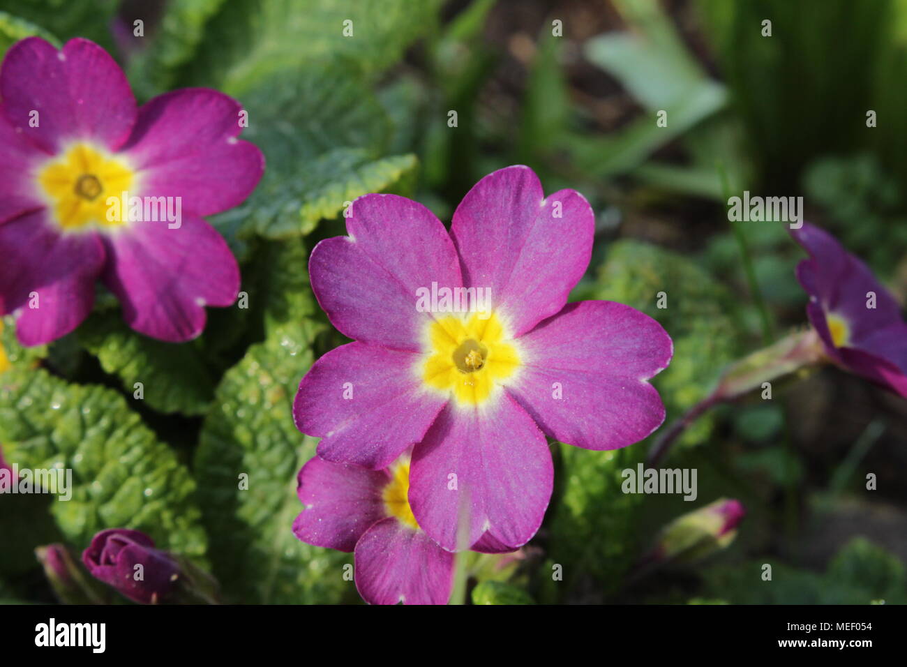 Primrose petals hi-res stock photography and images - Alamy