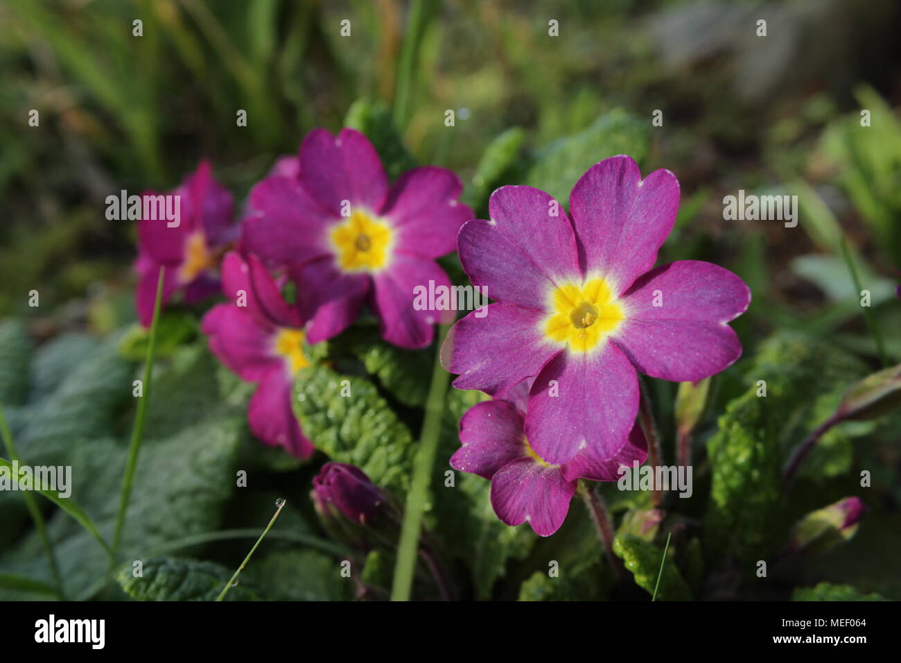Primrose petals hi-res stock photography and images - Alamy