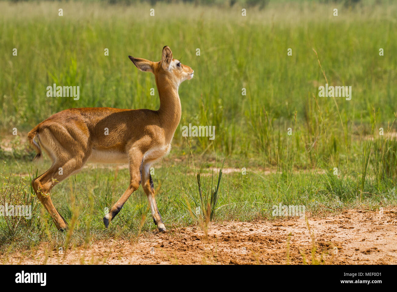 Kob (kobus kob) in the wild, Uganda Stock Photo - Alamy