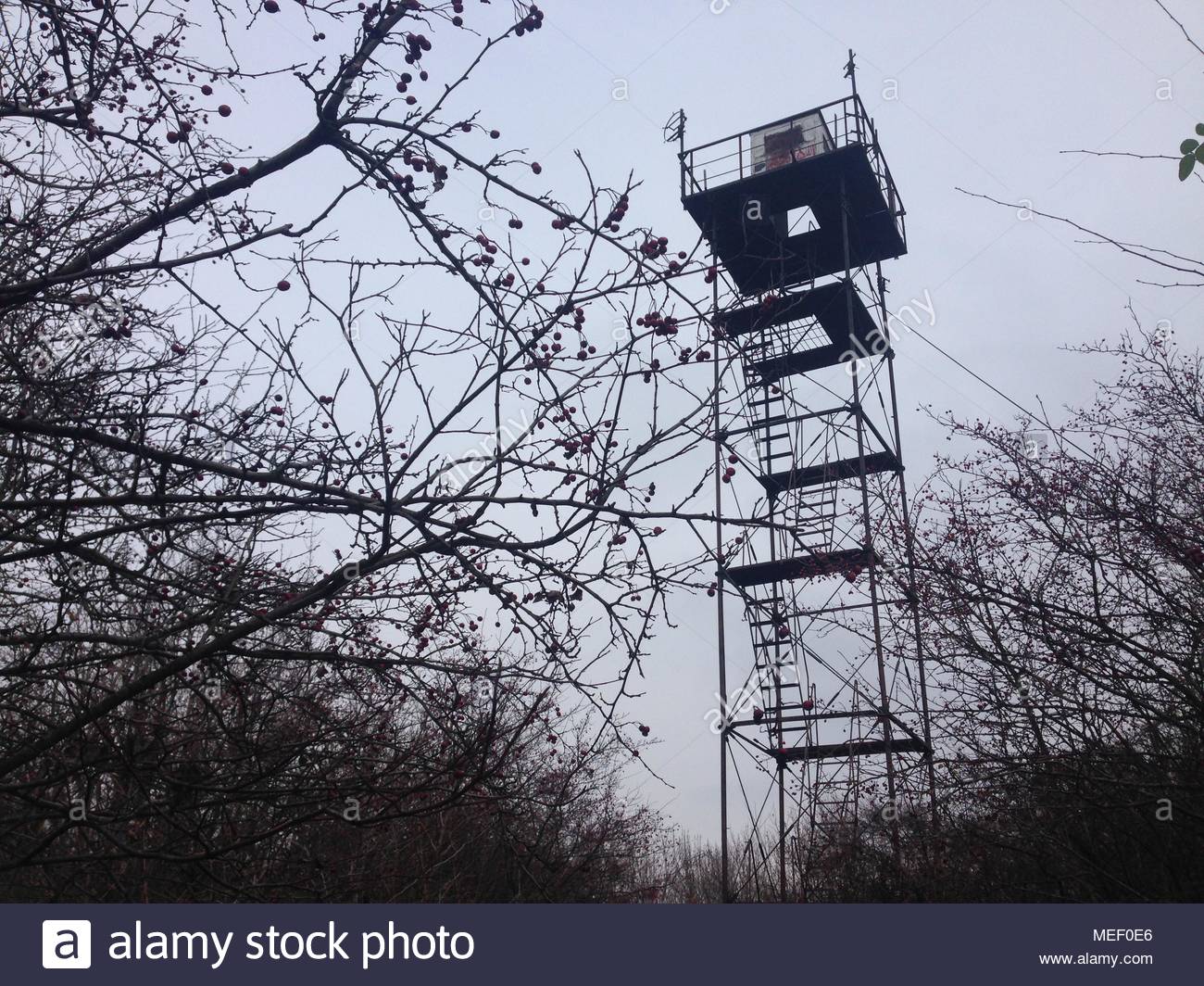 Forest Watch Tower High Resolution Stock Photography and Images - Alamy