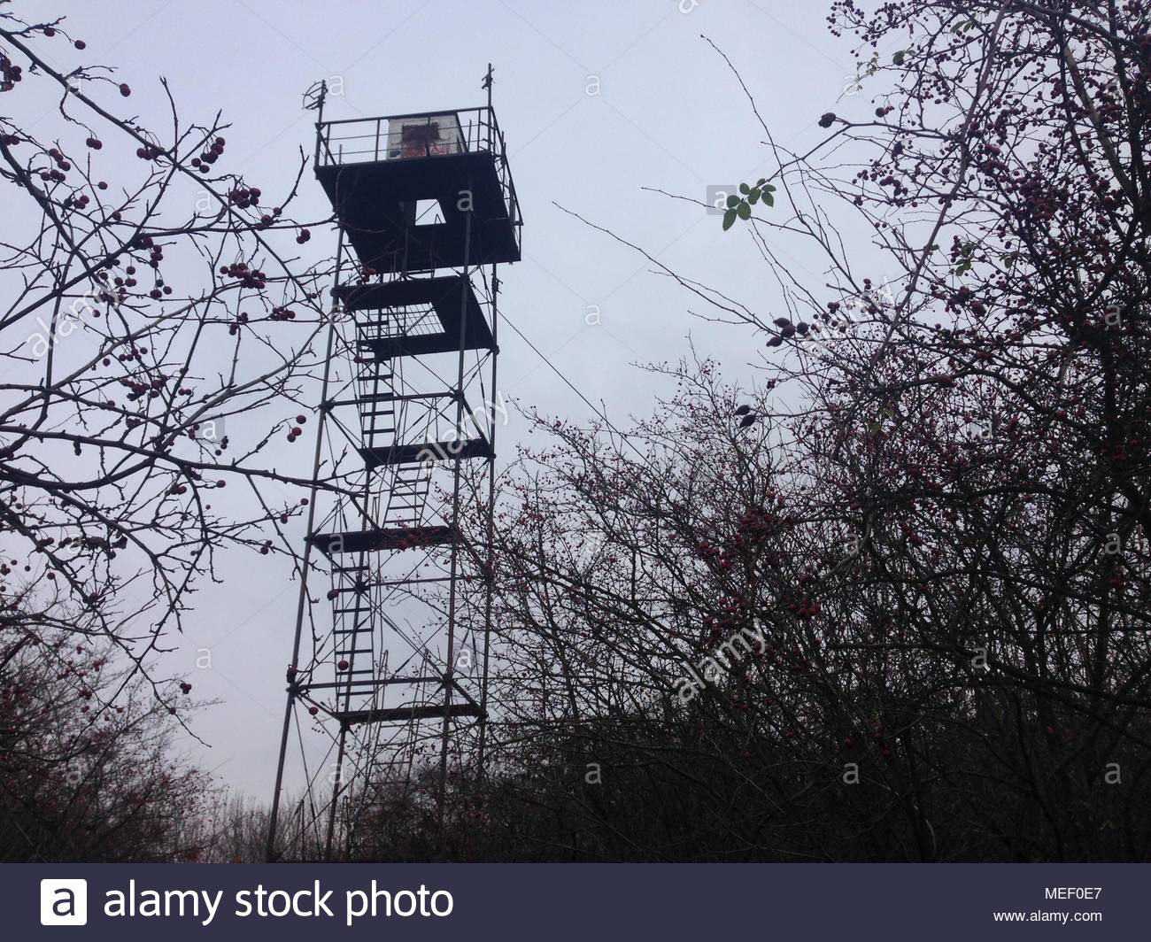 Forest Watch Tower High Resolution Stock Photography and Images - Alamy