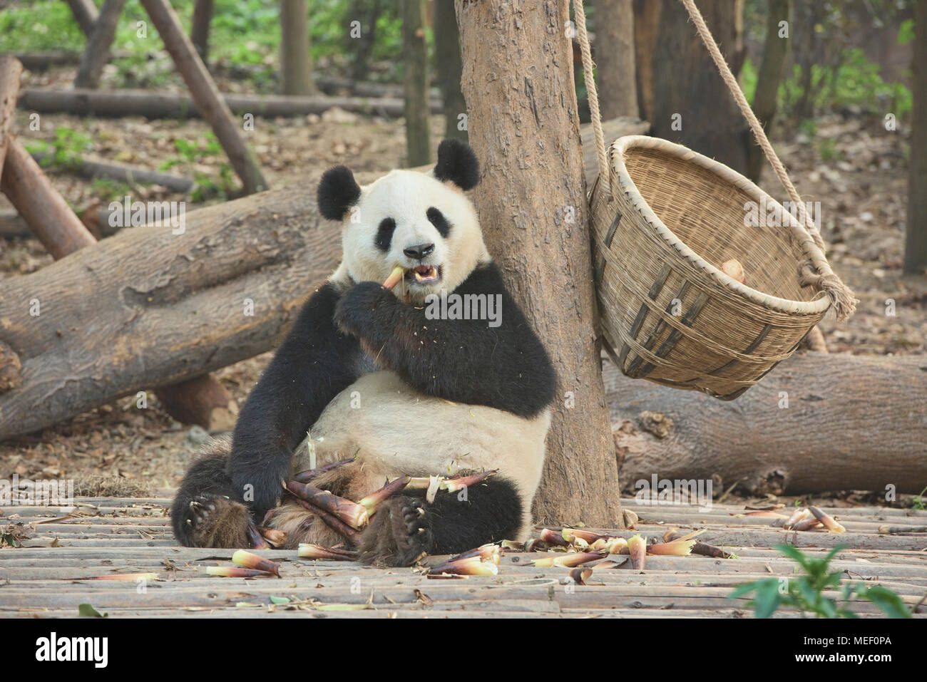 Giant panda eating bamboo at the Chengdu Research Base of Giant Panda ...