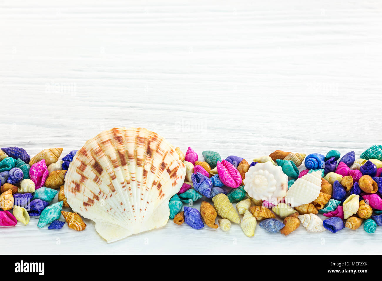 summer background. various seashells border on white wooden boards ...