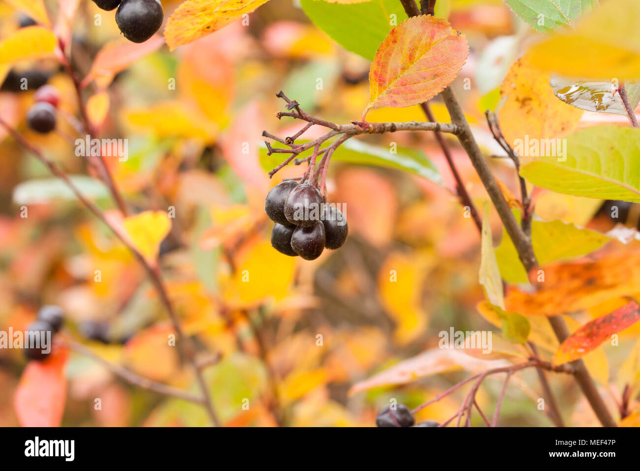 Black chokeberry Aronia melanocarpa fruit in the autumn garden. Close ...