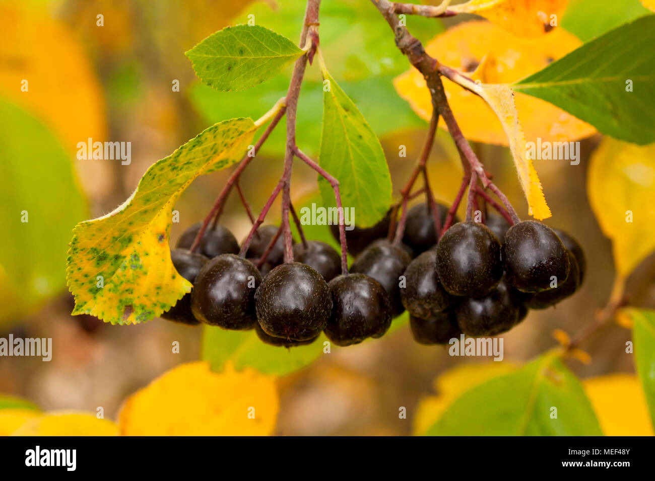 Aronia melanocarpa autumn tree hi-res stock photography and images - Alamy