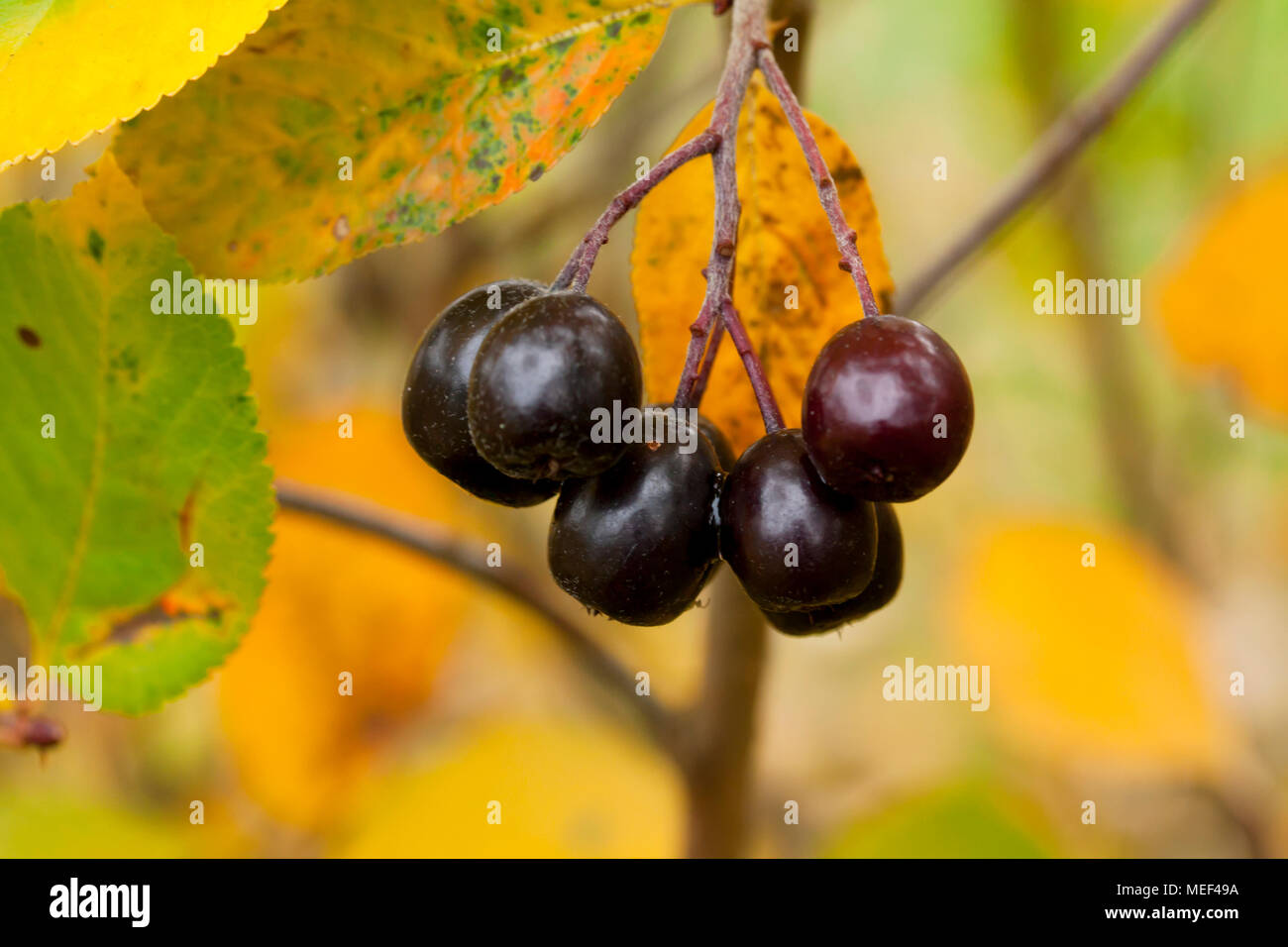 Black chokeberry Aronia melanocarpa fruit in the autumn garden. Close ...