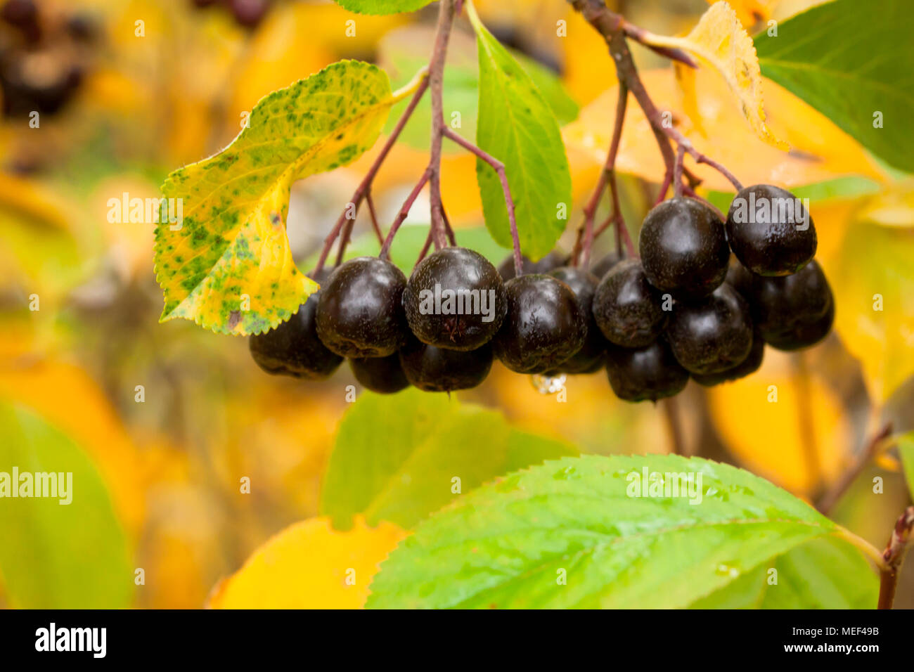 Black chokeberry Aronia melanocarpa fruit in the autumn garden. Close ...