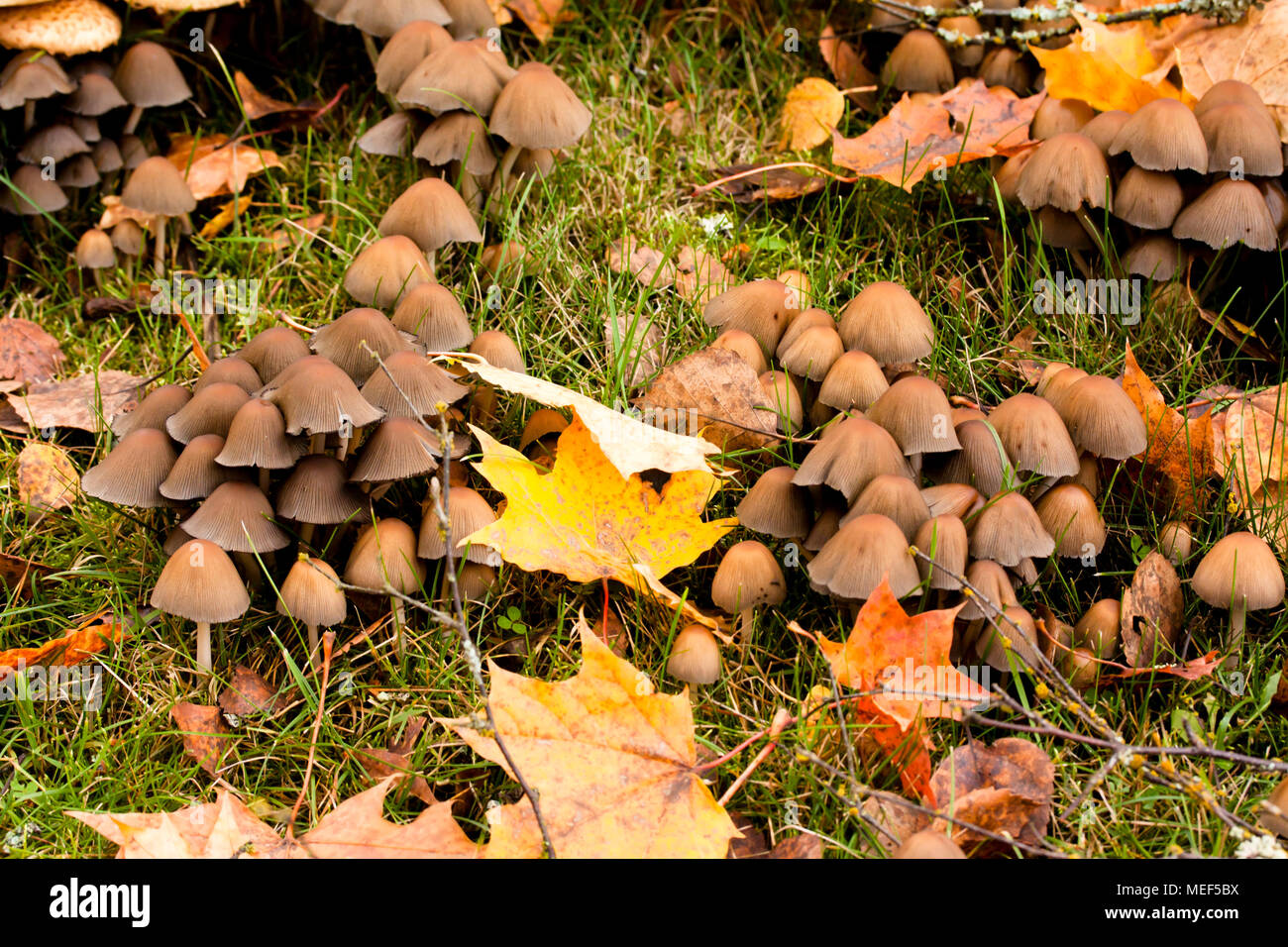 Green og leaves hi-res stock photography and images - Alamy