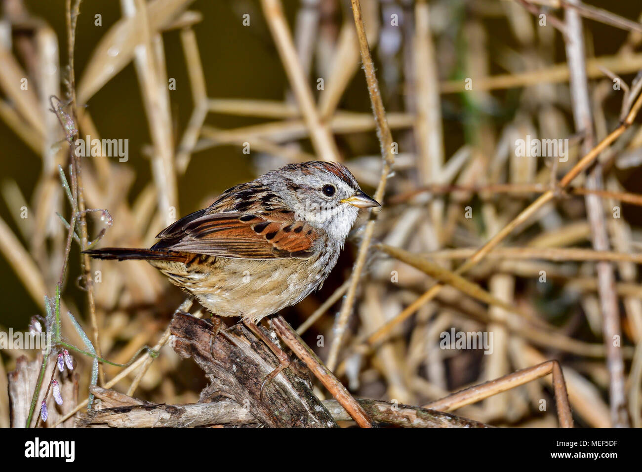 Swamp sparrow hi-res stock photography and images - Alamy