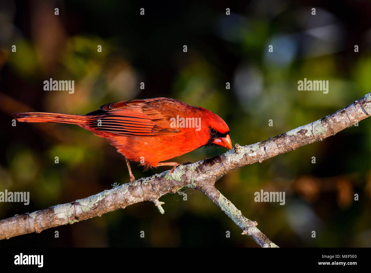 Northern cardinal is enjoying of the first morning light Stock Photo ...