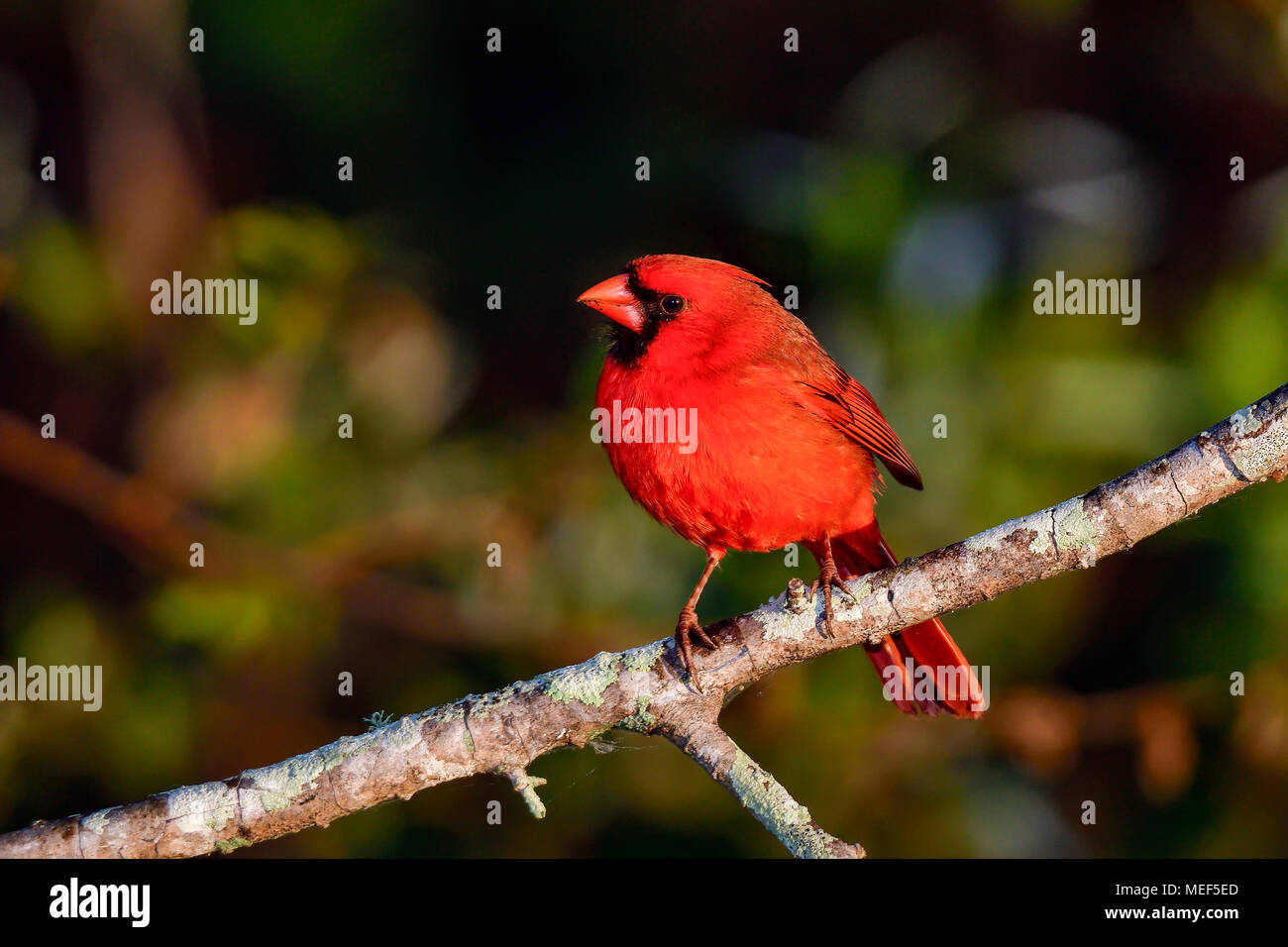 Red cardinal pattern hi-res stock photography and images - Alamy