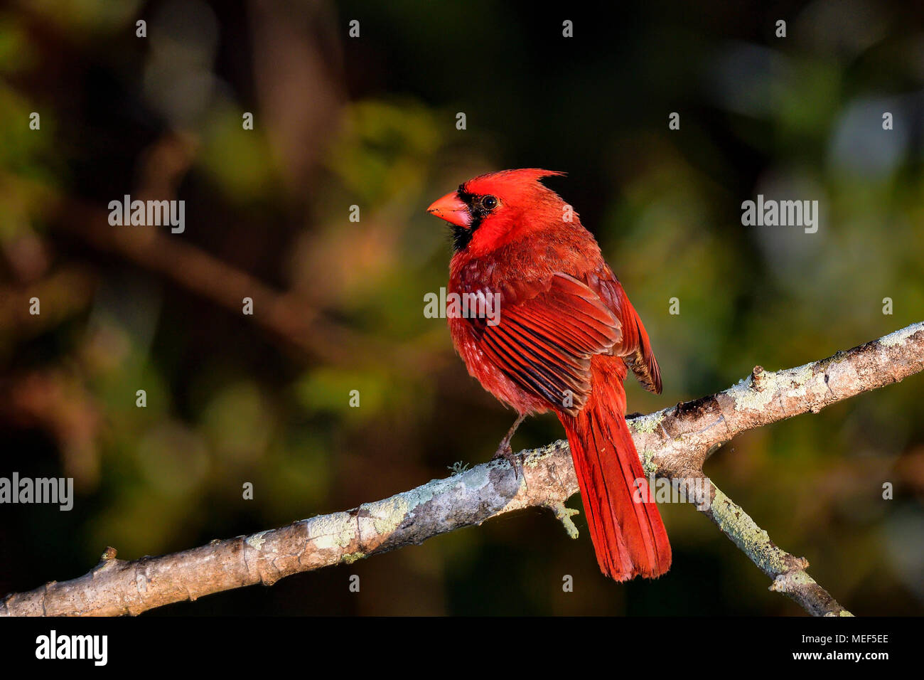 Portrait of northern cardinal hi-res stock photography and images - Alamy