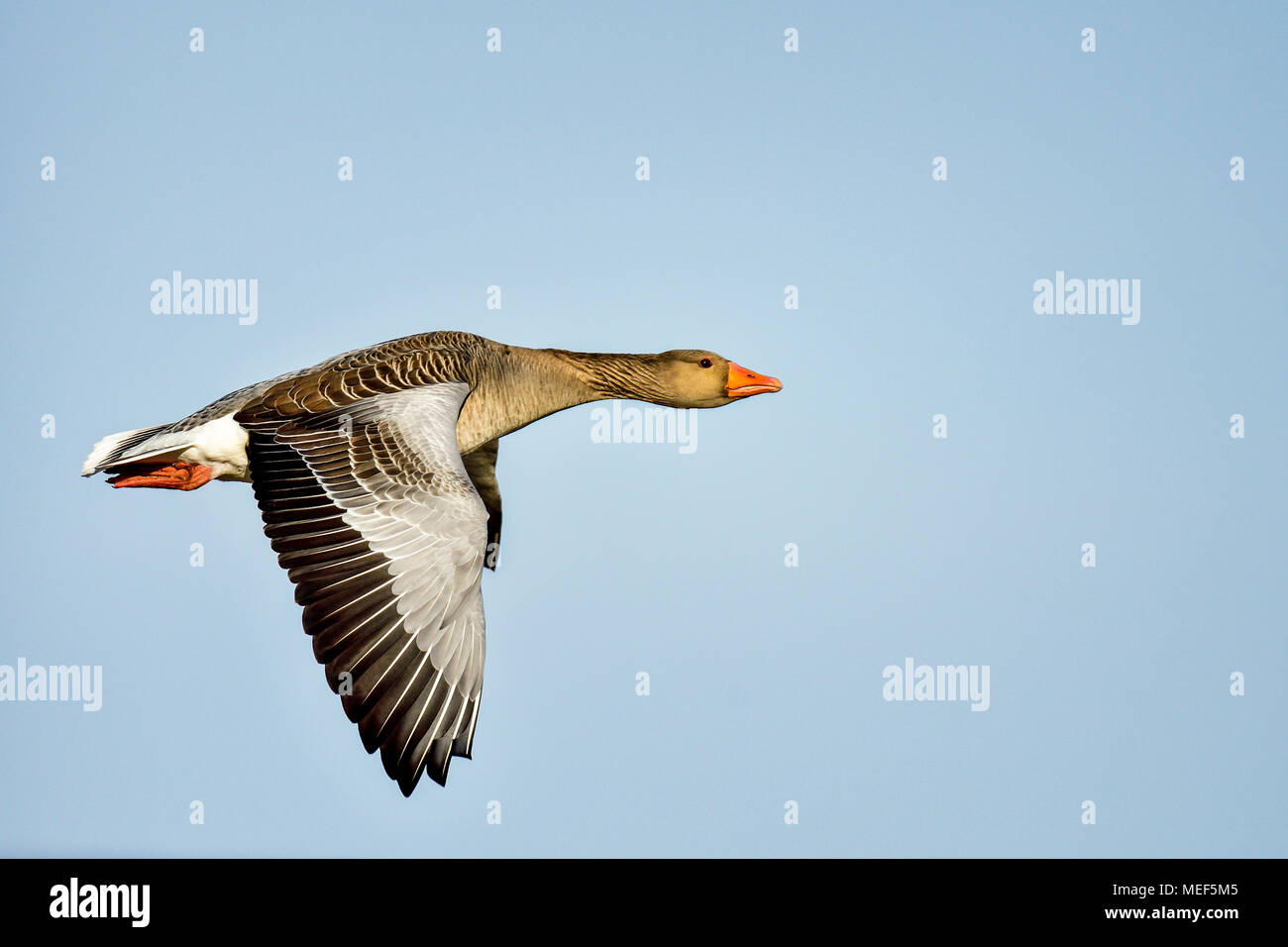 Perfect in form hi-res stock photography and images - Alamy