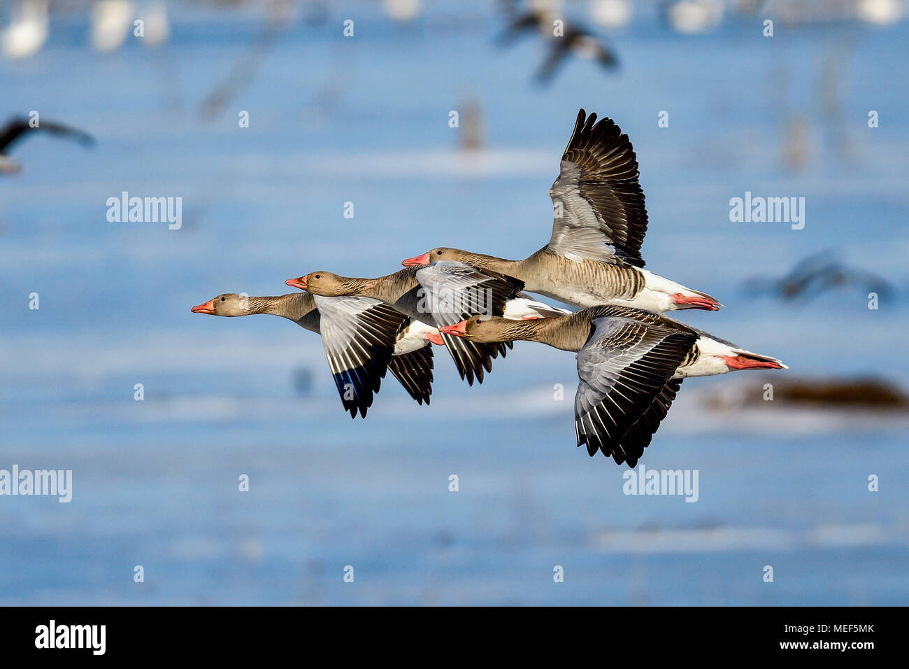 Wing Bird Speed Fast High Resolution Stock Photography and Images - Alamy
