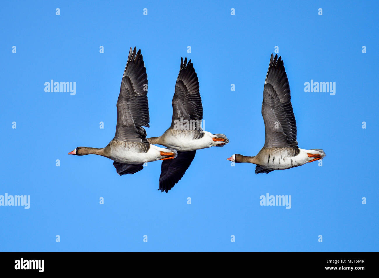 Wing Bird Speed Fast High Resolution Stock Photography and Images - Alamy