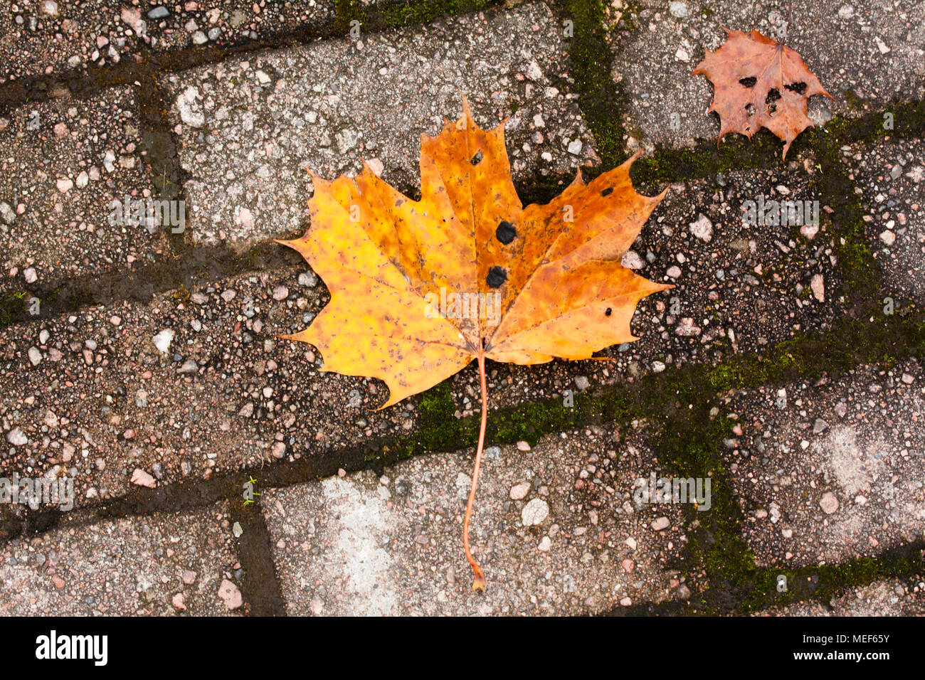 Pavingslab hi-res stock photography and images - Alamy