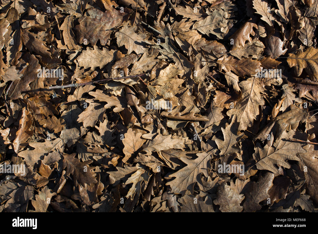 Texture background of autumn season with leaves Stock Photo - Alamy