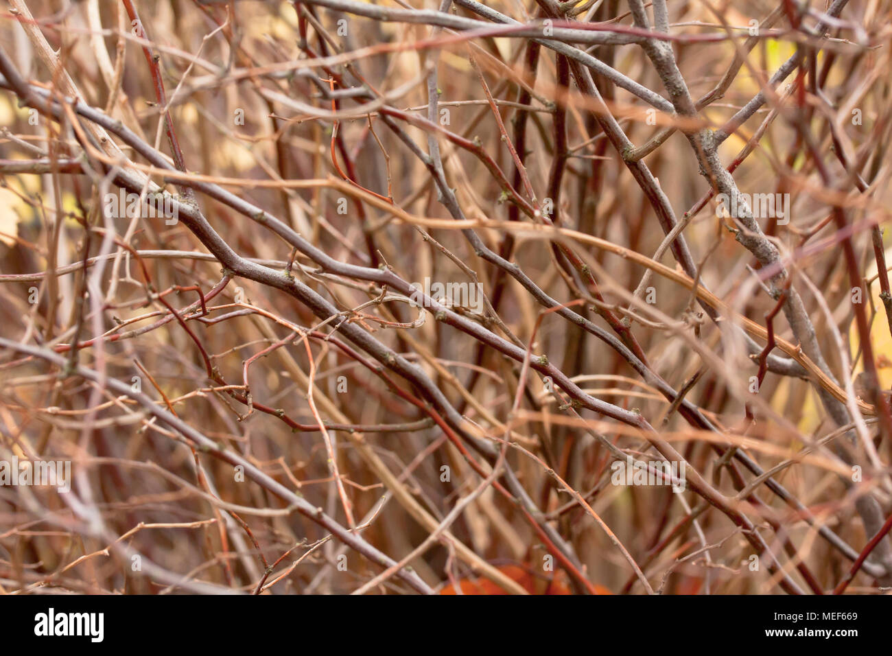 Interweaving of branches hi-res stock photography and images - Alamy