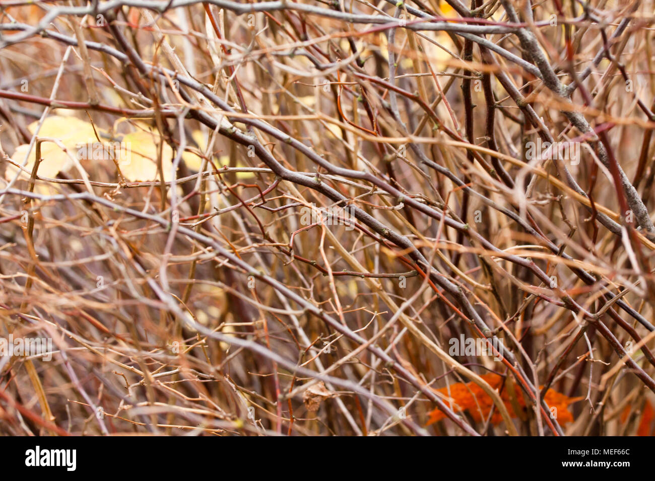 Interweaving of branches hi-res stock photography and images - Alamy
