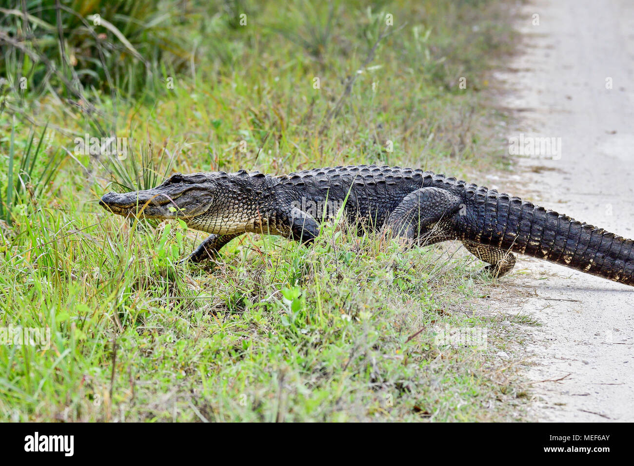 Crossing teeth hi-res stock photography and images - Alamy