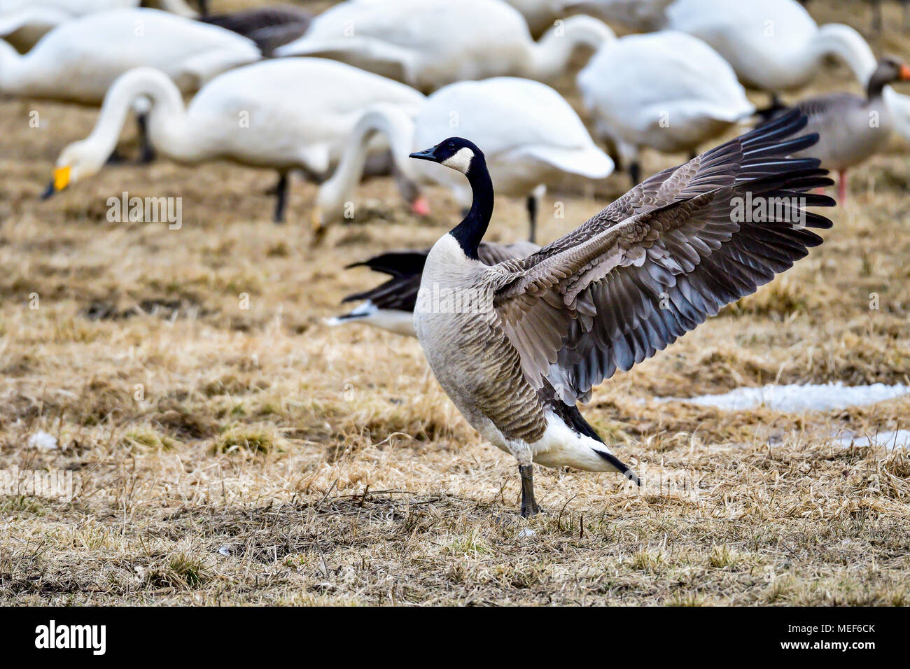 Stretching goose hi-res stock photography and images - Alamy