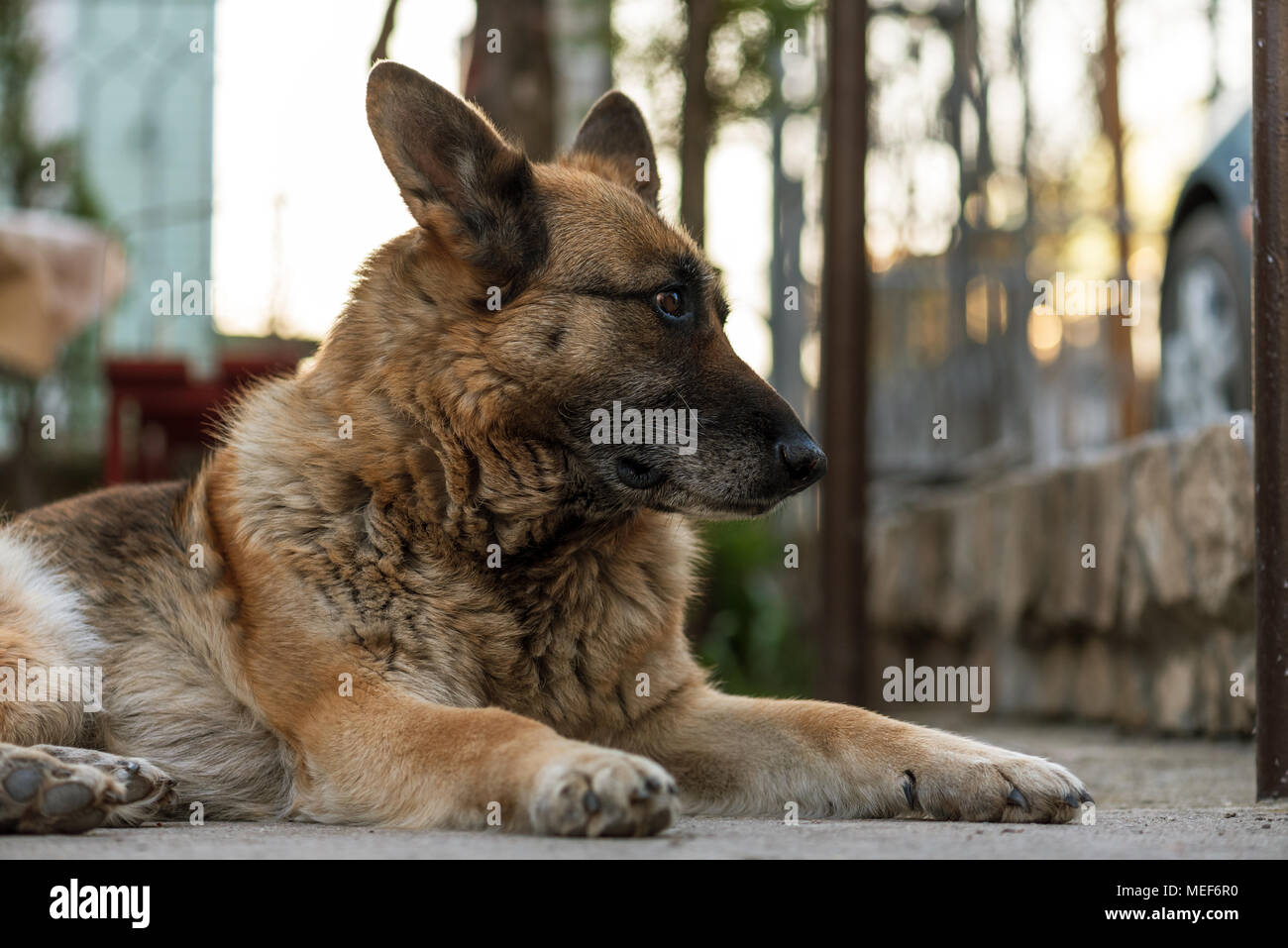 german shepherd dog portrait outdoors in summer Stock Photo - Alamy