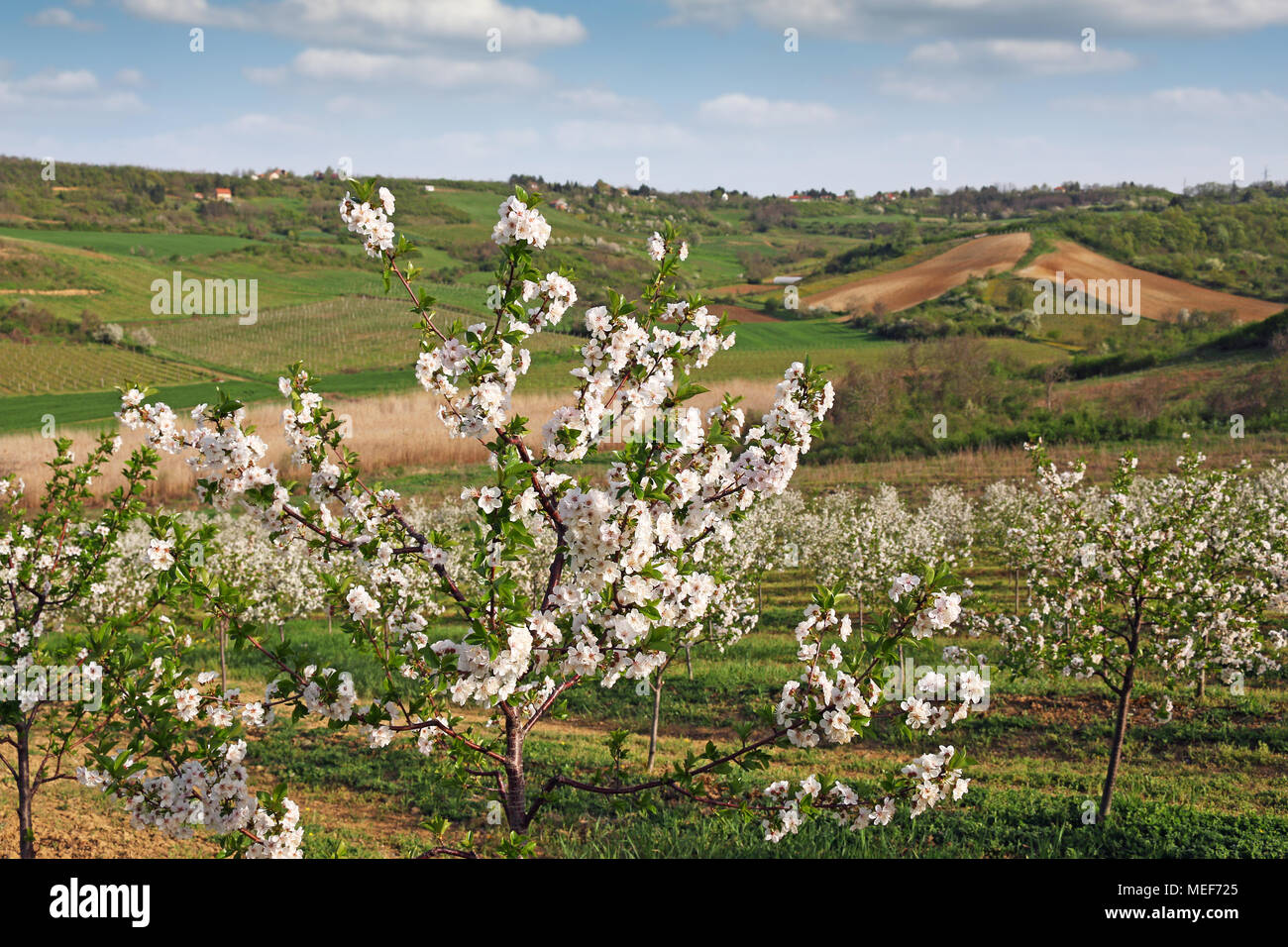 Orchard countryside hi-res stock photography and images - Alamy