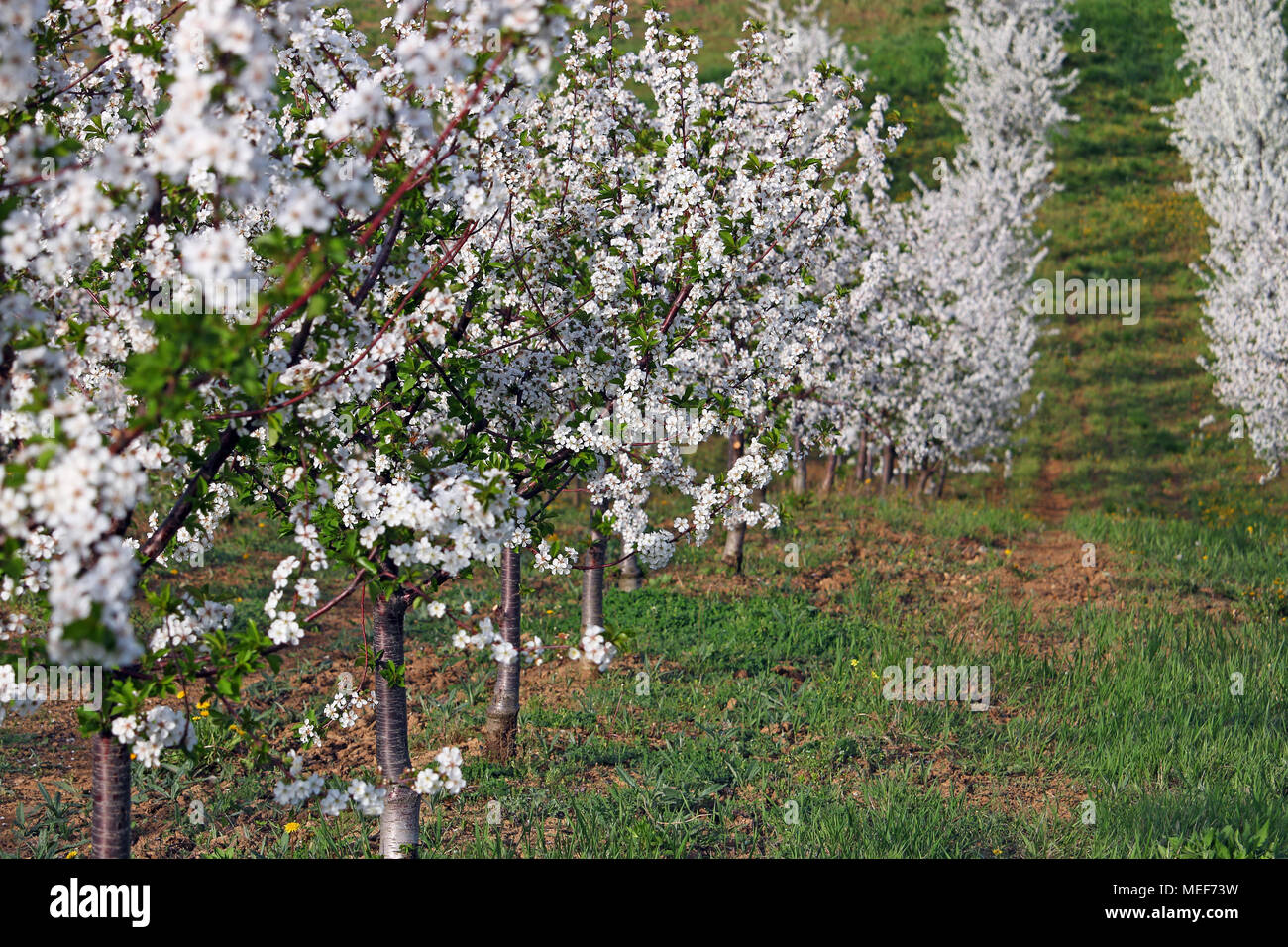 Agriculture season hi-res stock photography and images - Alamy