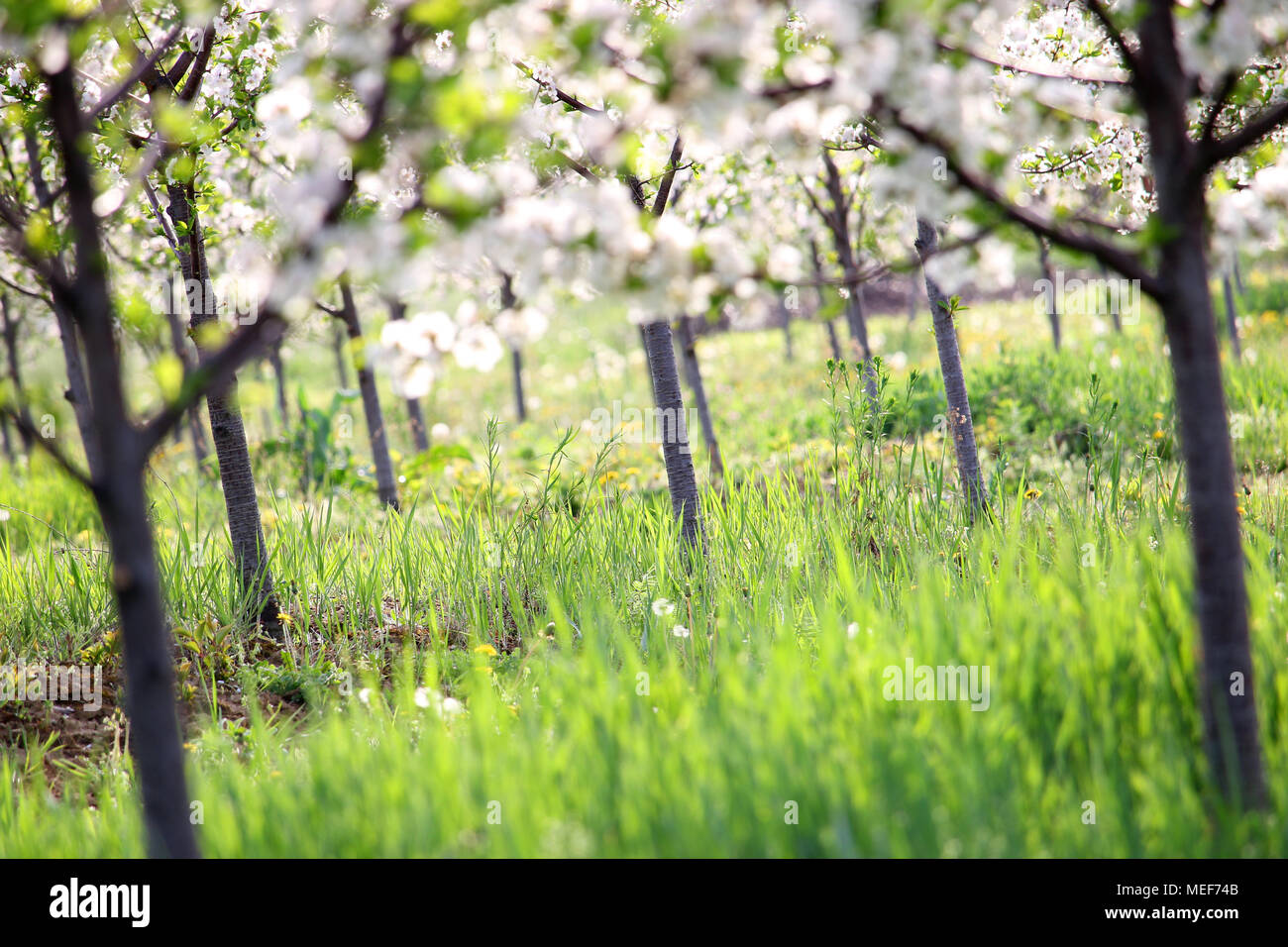 Orchard spring hi-res stock photography and images - Alamy