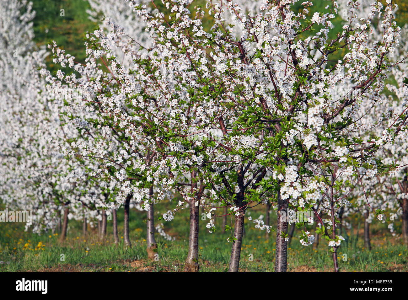 Cherry trees plantation hi-res stock photography and images - Alamy