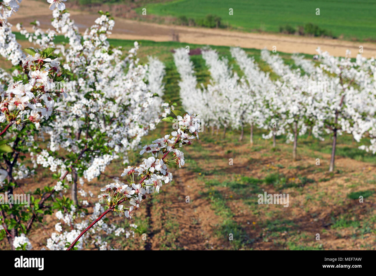 orchard spring season landscape agriculture Stock Photo - Alamy