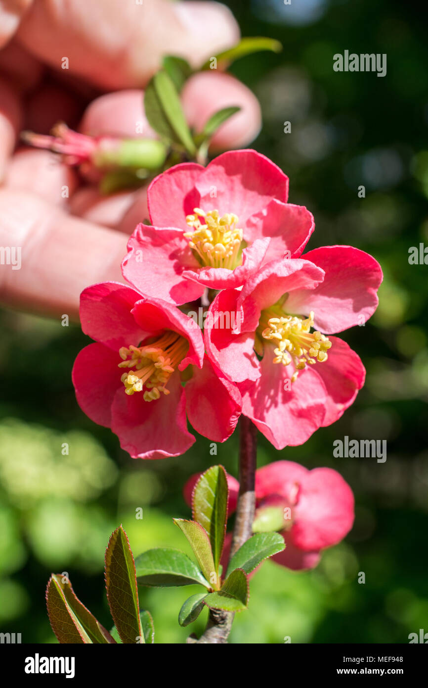 Tree bloom blossom beautiful flowers in spring season Stock Photo - Alamy