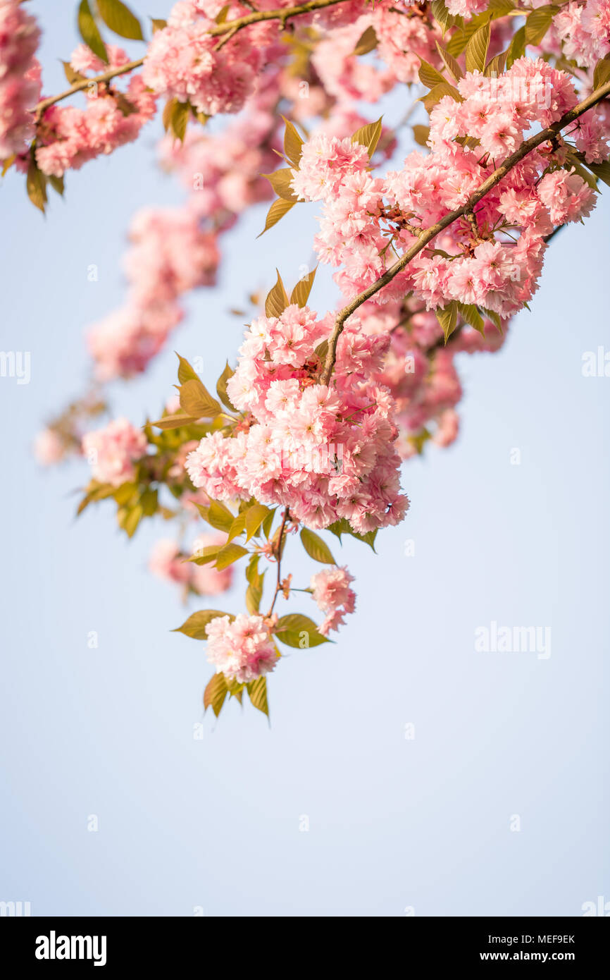 Beautiful sakura flower hi-res stock photography and images - Alamy