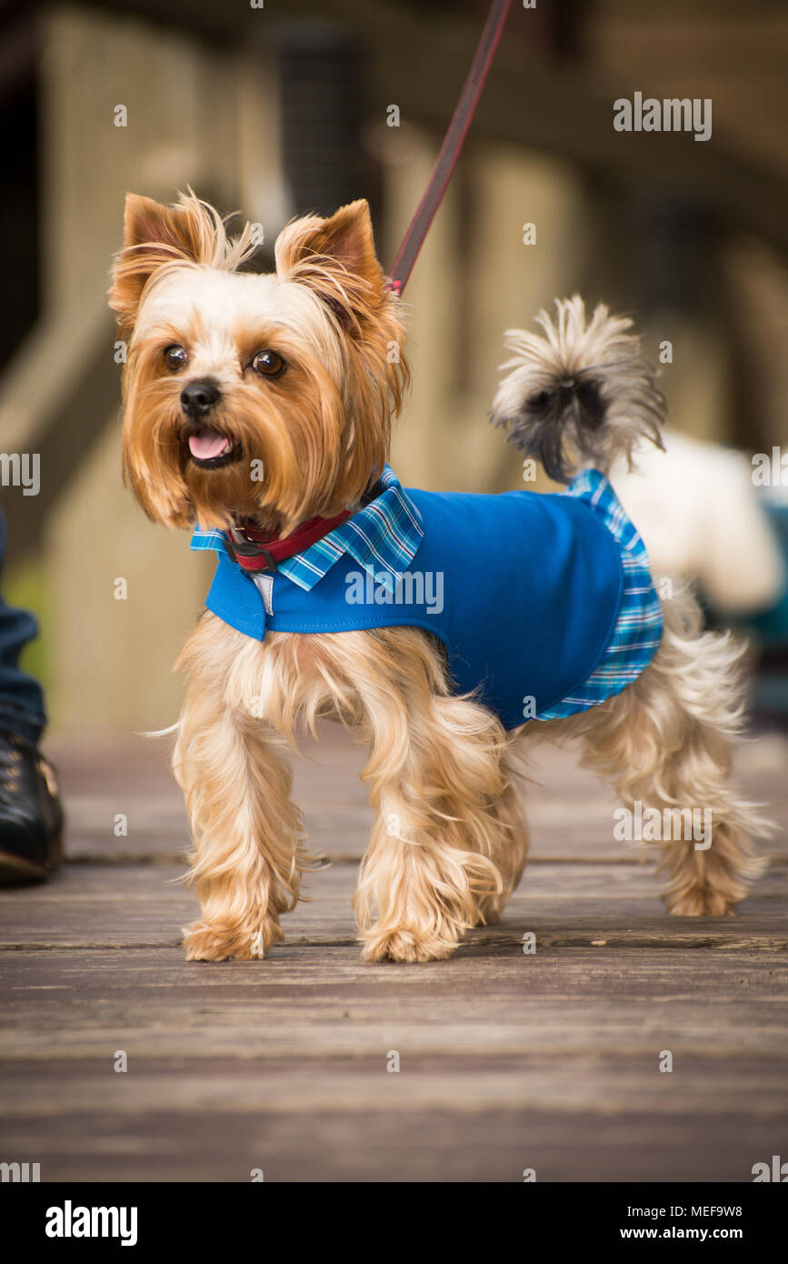 Little dog in clothes for a walk Stock Photo - Alamy