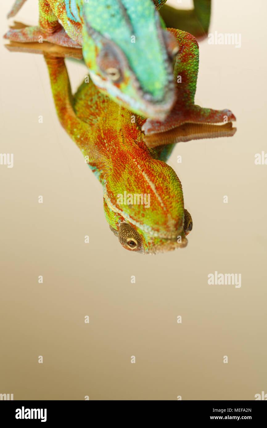 alive chameleon reptile sitting on mirror surface. studio shot on ...