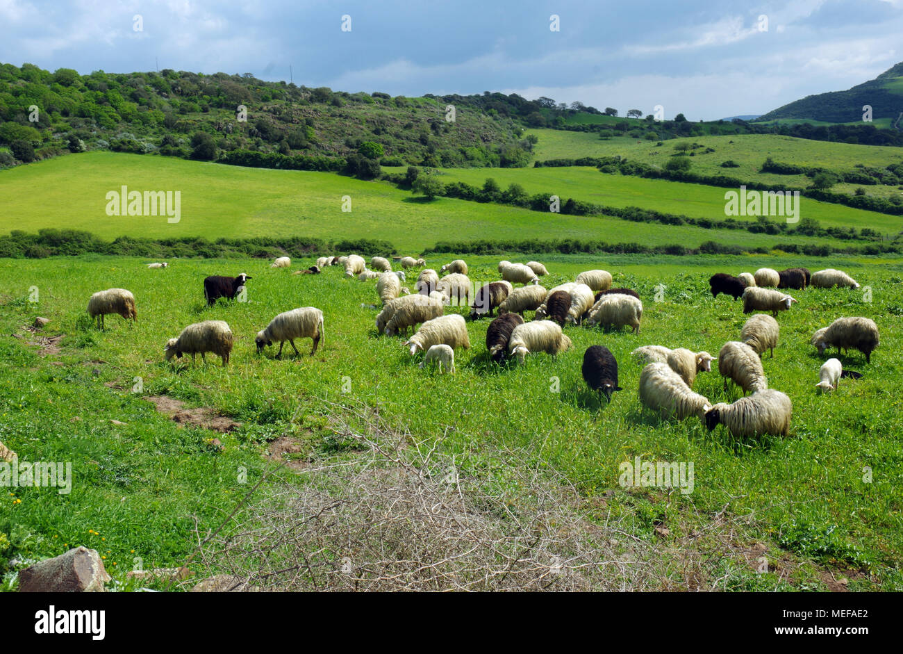Sardinia sheep country hi-res stock photography and images - Alamy