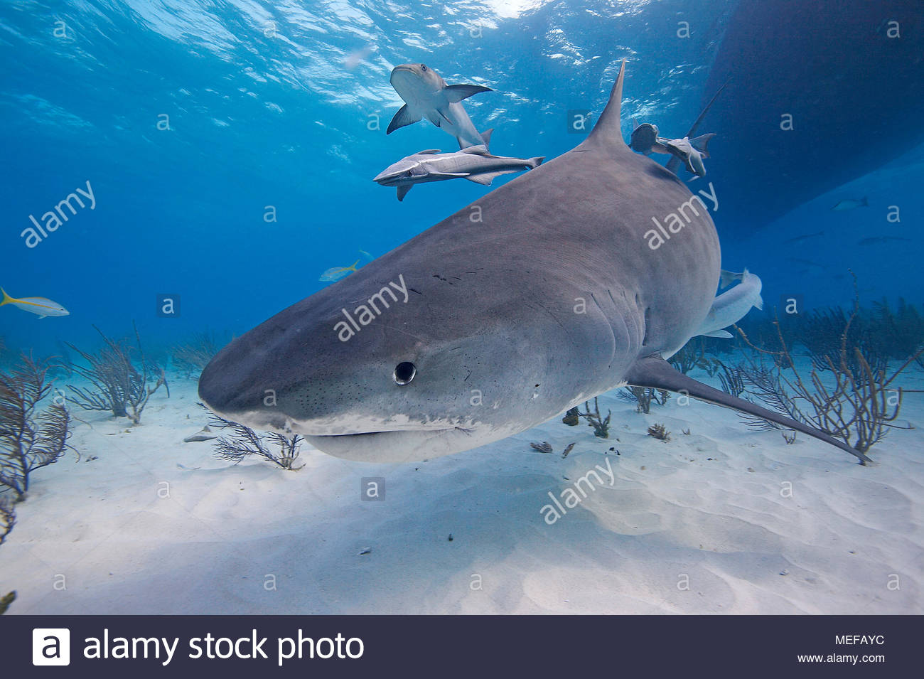 Live Sharksucker Echeneis Naucrates Stock Photos & Live Sharksucker ...