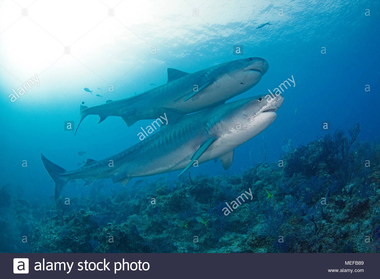 Live Sharksucker Echeneis Naucrates Stock Photos & Live Sharksucker ...