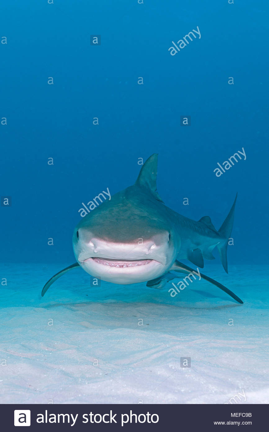 Live Sharksucker Echeneis Naucrates Stock Photos & Live Sharksucker ...