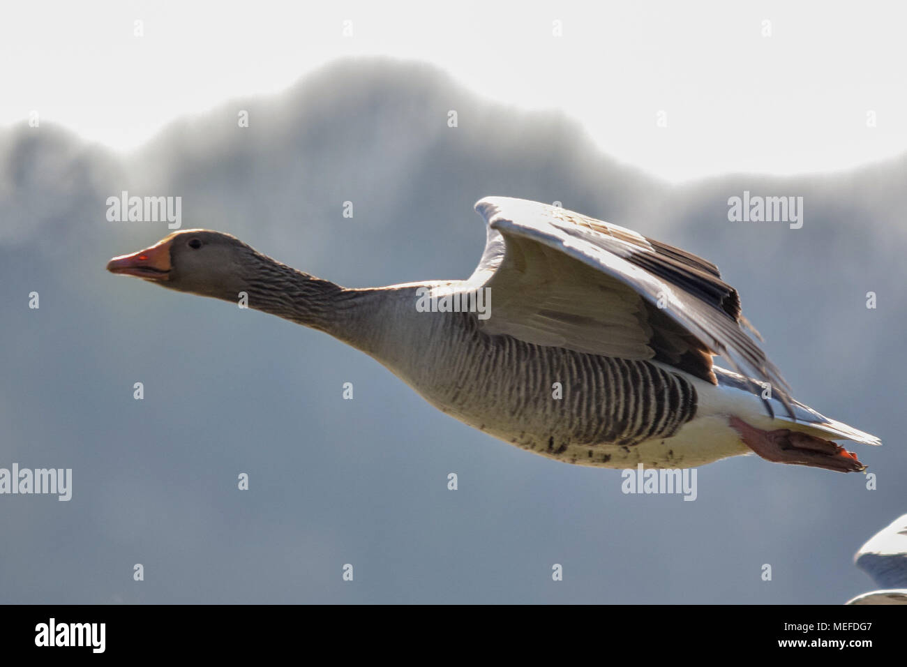Flying goose hi-res stock photography and images - Alamy