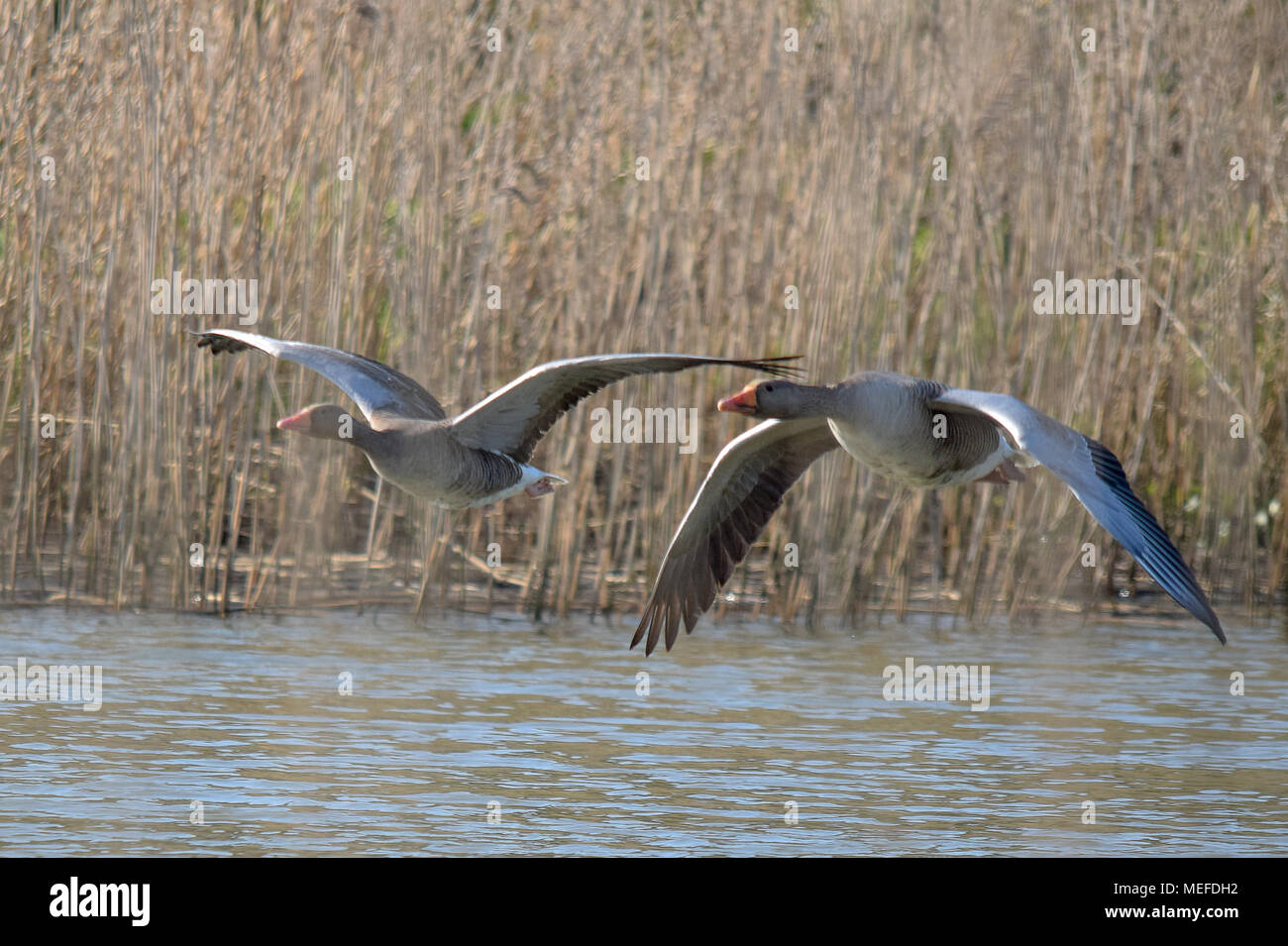 Greylag Goose flying Stock Photo - Alamy