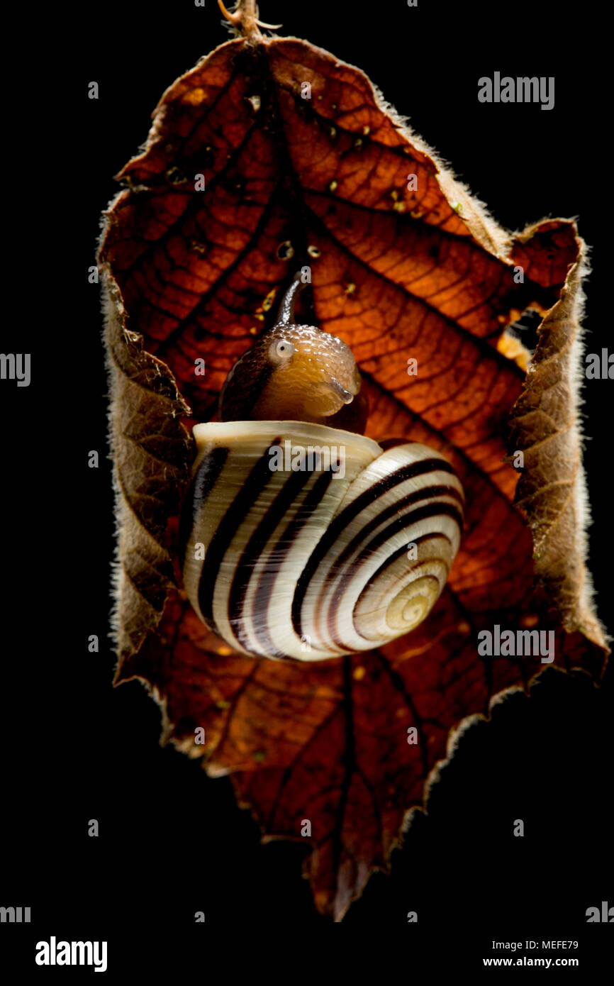 Dead shell hi-res stock photography and images - Alamy