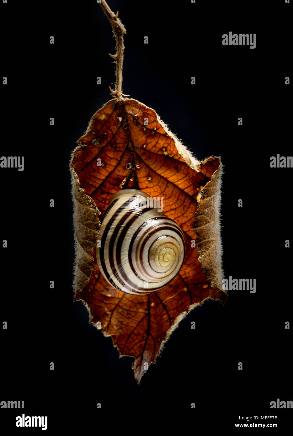 A white lipped snail, Cepaea hortensis, sheltering inside a dead ...