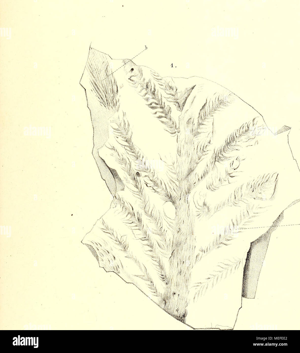 . Die fossile Flora der Permischen Formation . Cr.Stempel g'ez Voltzia ...