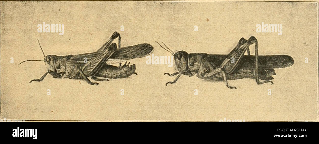 Marokkanische heuschrecken hi-res stock photography and images - Alamy