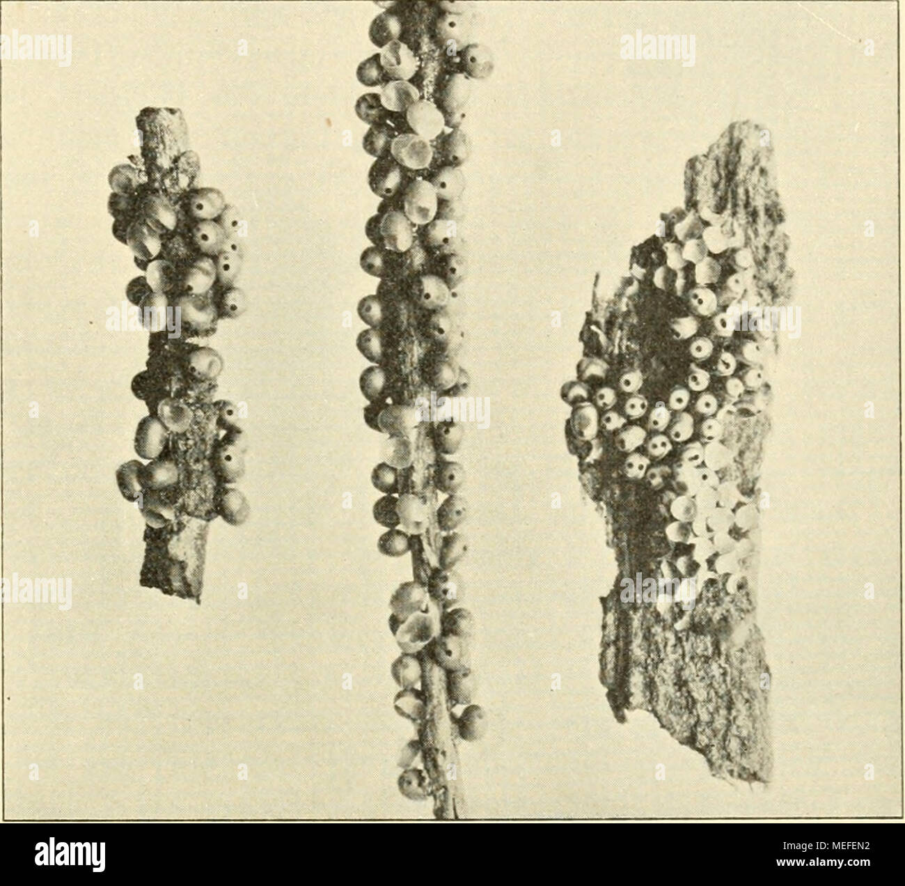 Schlupfwespen hi-res stock photography and images - Alamy