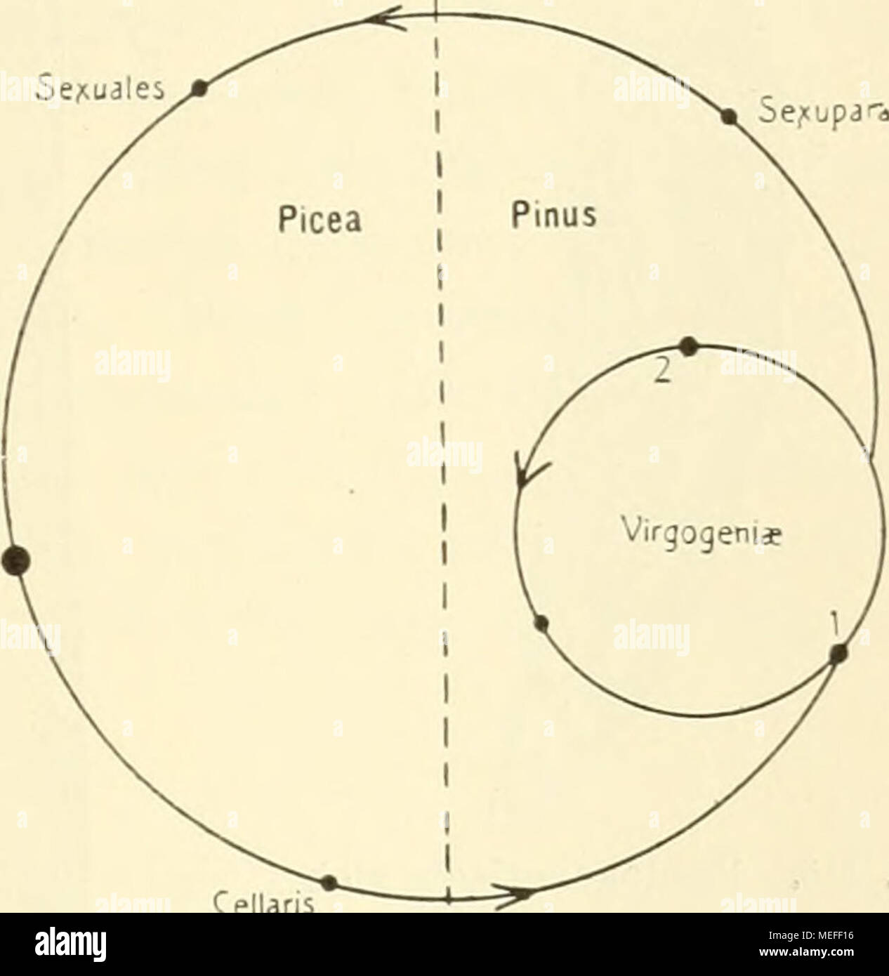. Die forstinsekten Mitteleuropas. Ein lehr- und handbuch . Fig. 114 ...