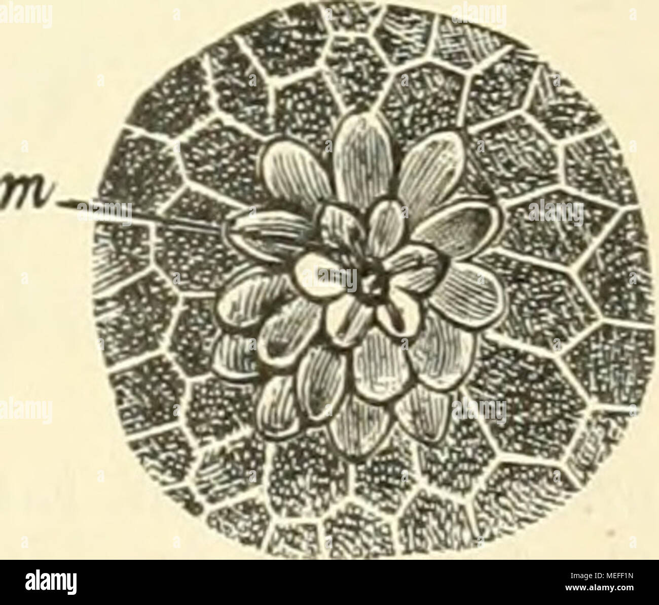 Trochilium hi-res stock photography and images - Alamy