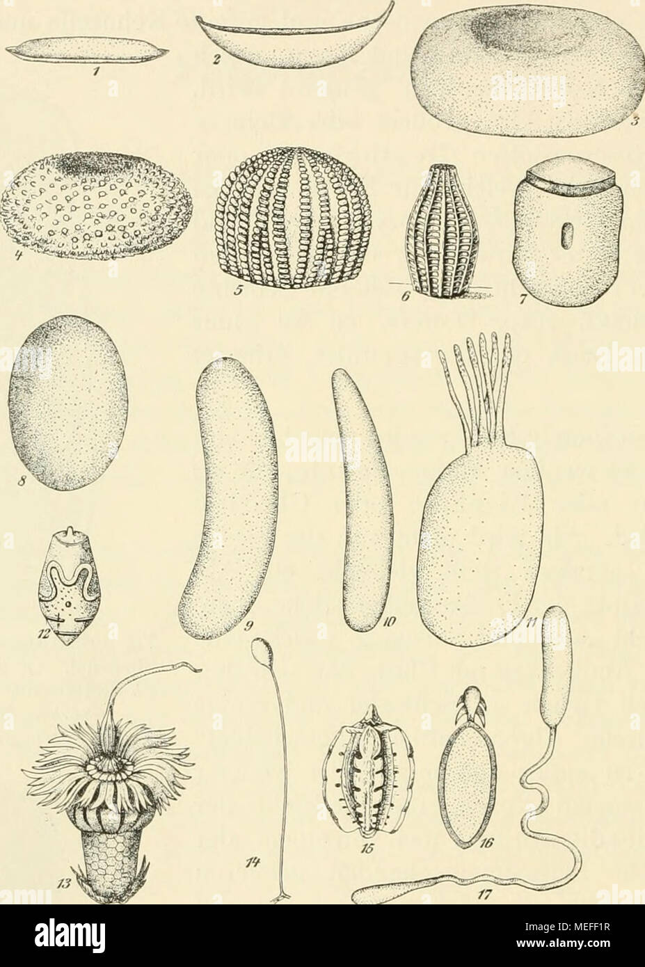 Phasmide hi-res stock photography and images - Alamy