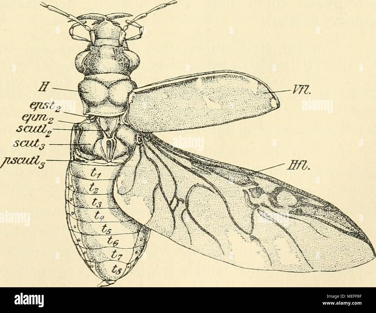 Metathorax hi-res stock photography and images - Alamy